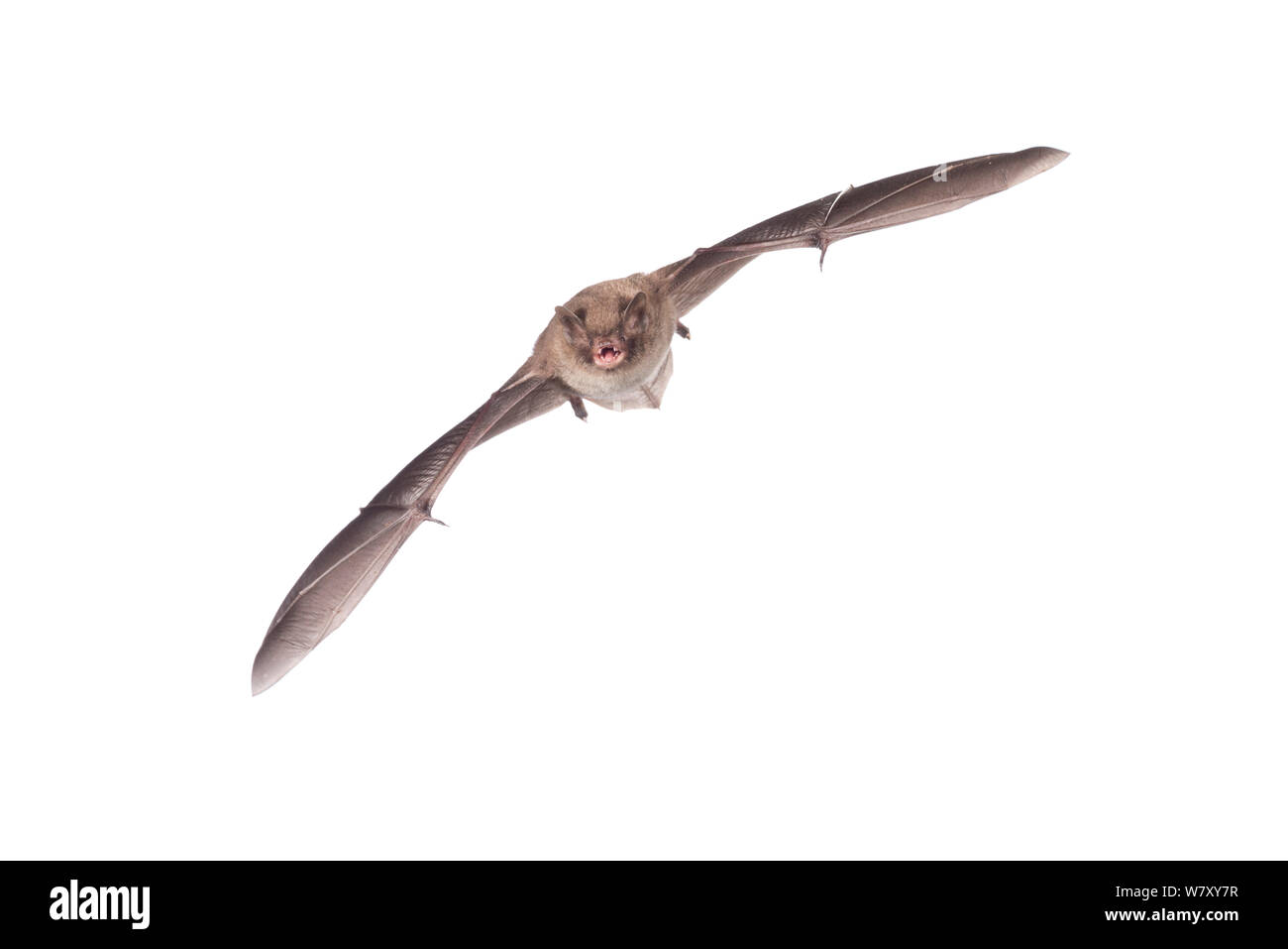 Daubenton's bat (Myotis daubentonii) adult in flight Belgium, September ...