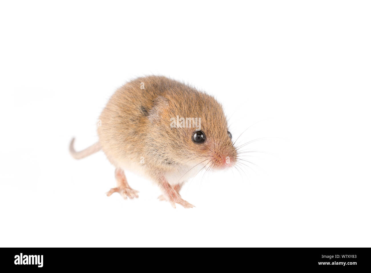 Harvest mouse (Micromys minutus) adult, The Netherlands, September ...