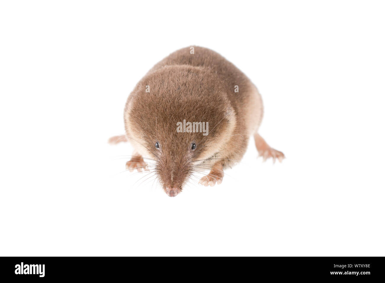Long tailed shrew hi-res stock photography and images - Alamy