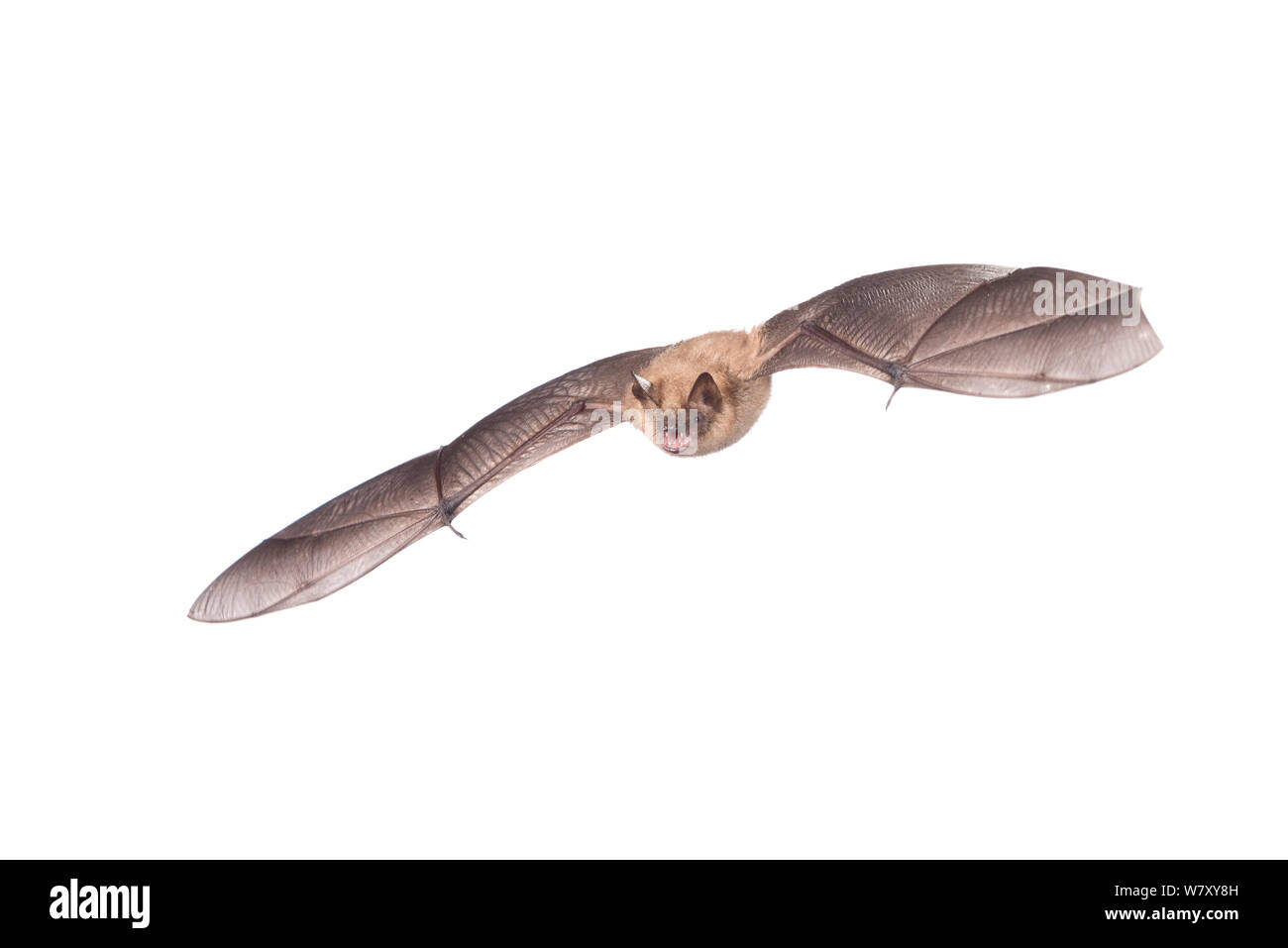 Myotis emarginatus Cut Out Stock Images & Pictures - Alamy
