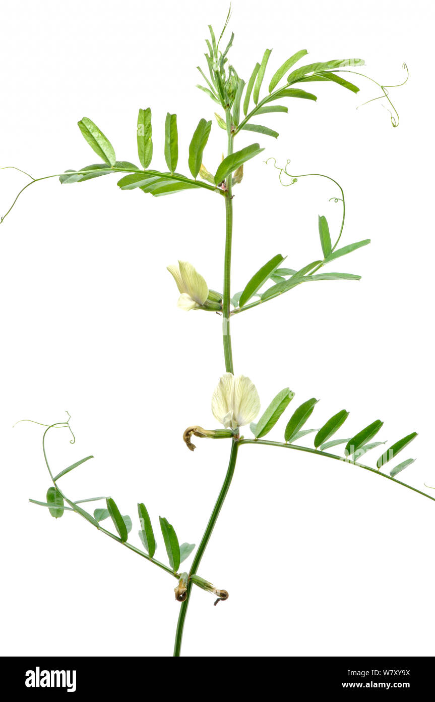 Vicia grandiflora hi-res stock photography and images - Alamy