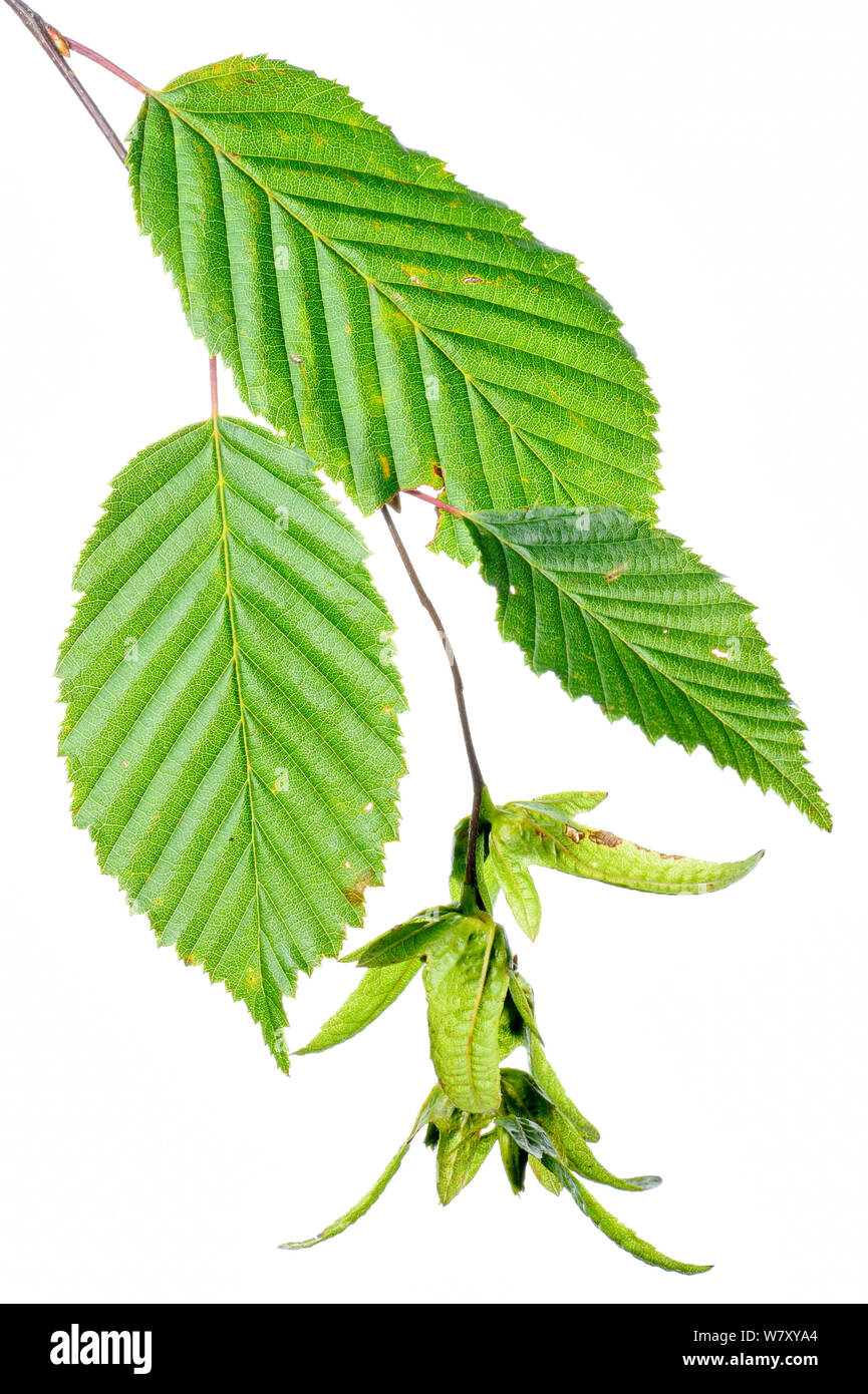 Hornbeam seeds hi-res stock photography and images - Alamy