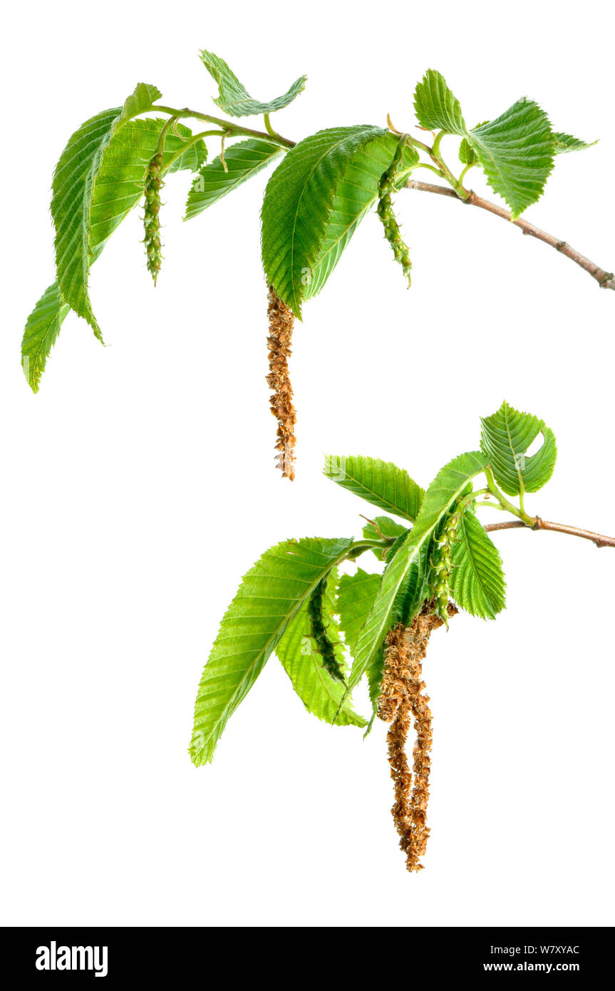 Ostrya tree Cut Out Stock Images & Pictures - Alamy