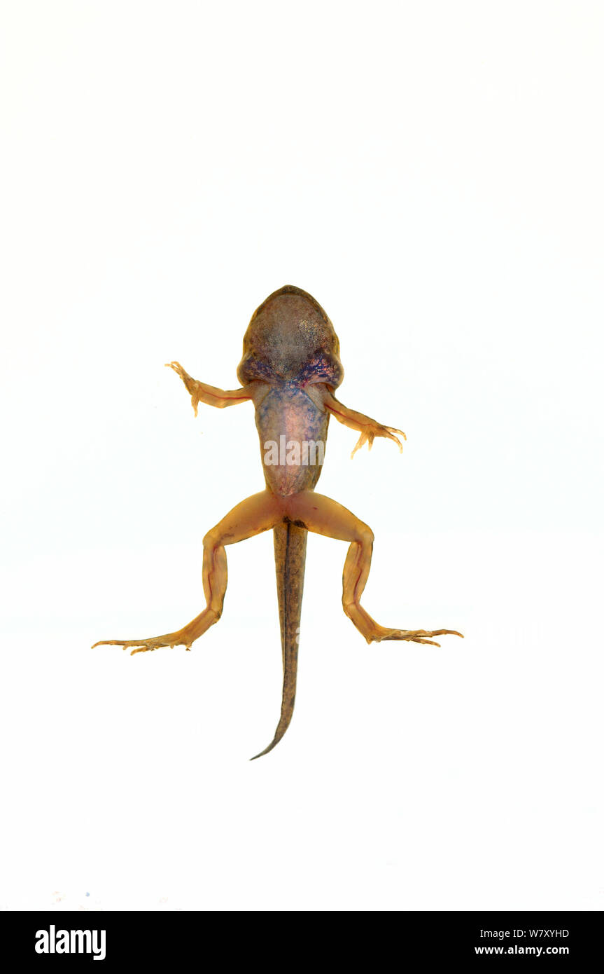 Young froglet Cut Out Stock Images & Pictures - Alamy