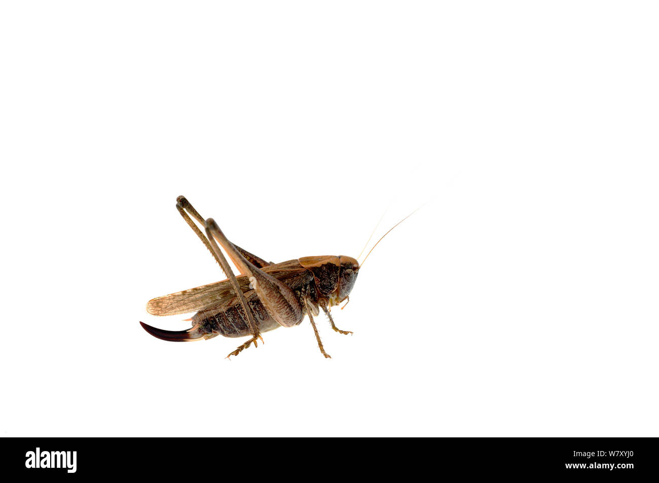 Grey bush-cricket (Platycleis albopunctata), Quirnheim, Rhineland ...