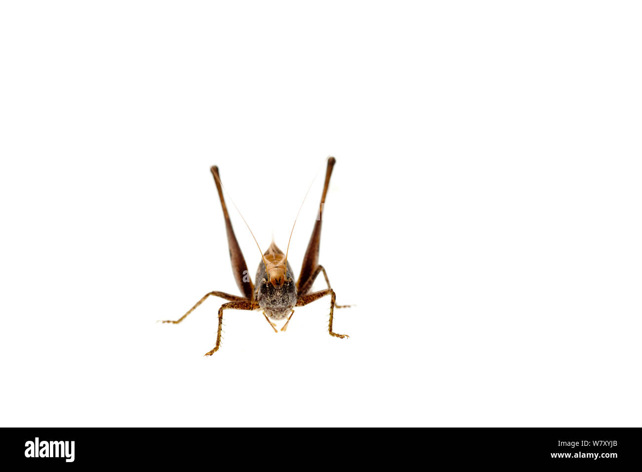 Orthoptera sommer hi-res stock photography and images - Alamy