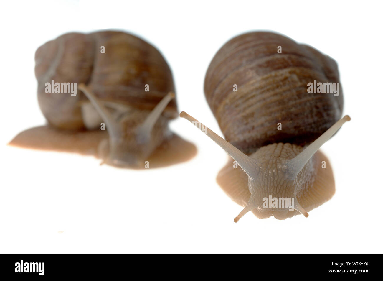 Burgundy snail (Helix pomatia) comparison of left and right handed ...