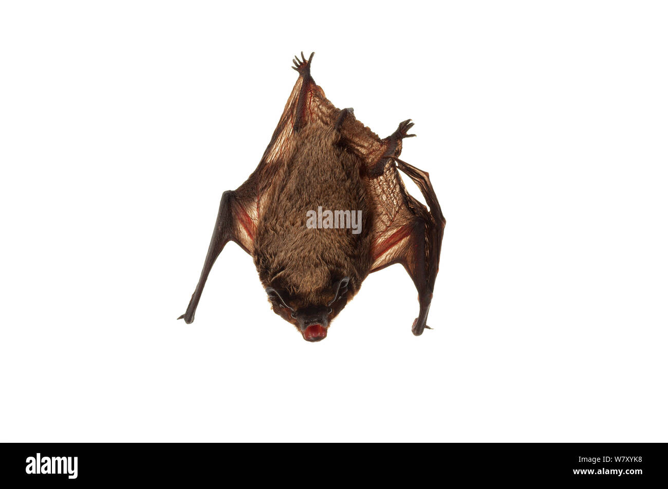 Parti coloured Cut Out Stock Images & Pictures - Alamy