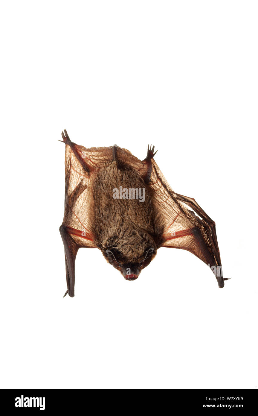 Parti-coloured Bat (Vespertilio murinus), Neustadt, Rhineland ...