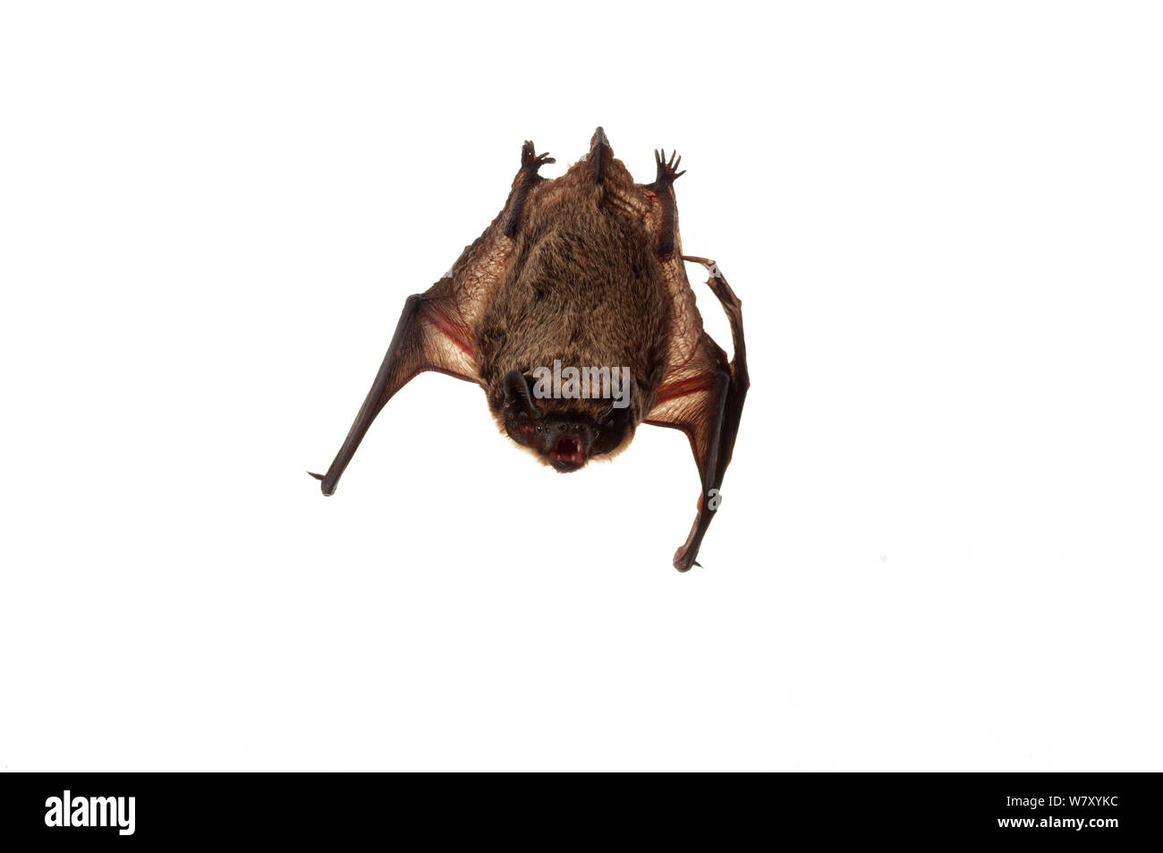 Parti-coloured Bat (Vespertilio murinus), Neustadt, Rhineland ...