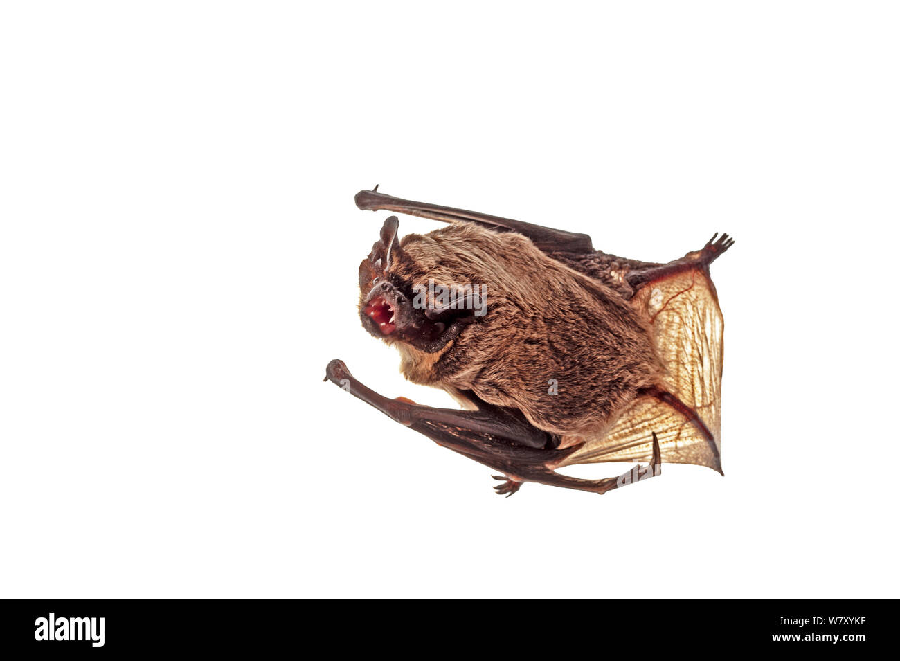 Parti-coloured Bat (Vespertilio murinus), Neustadt, Rhineland ...