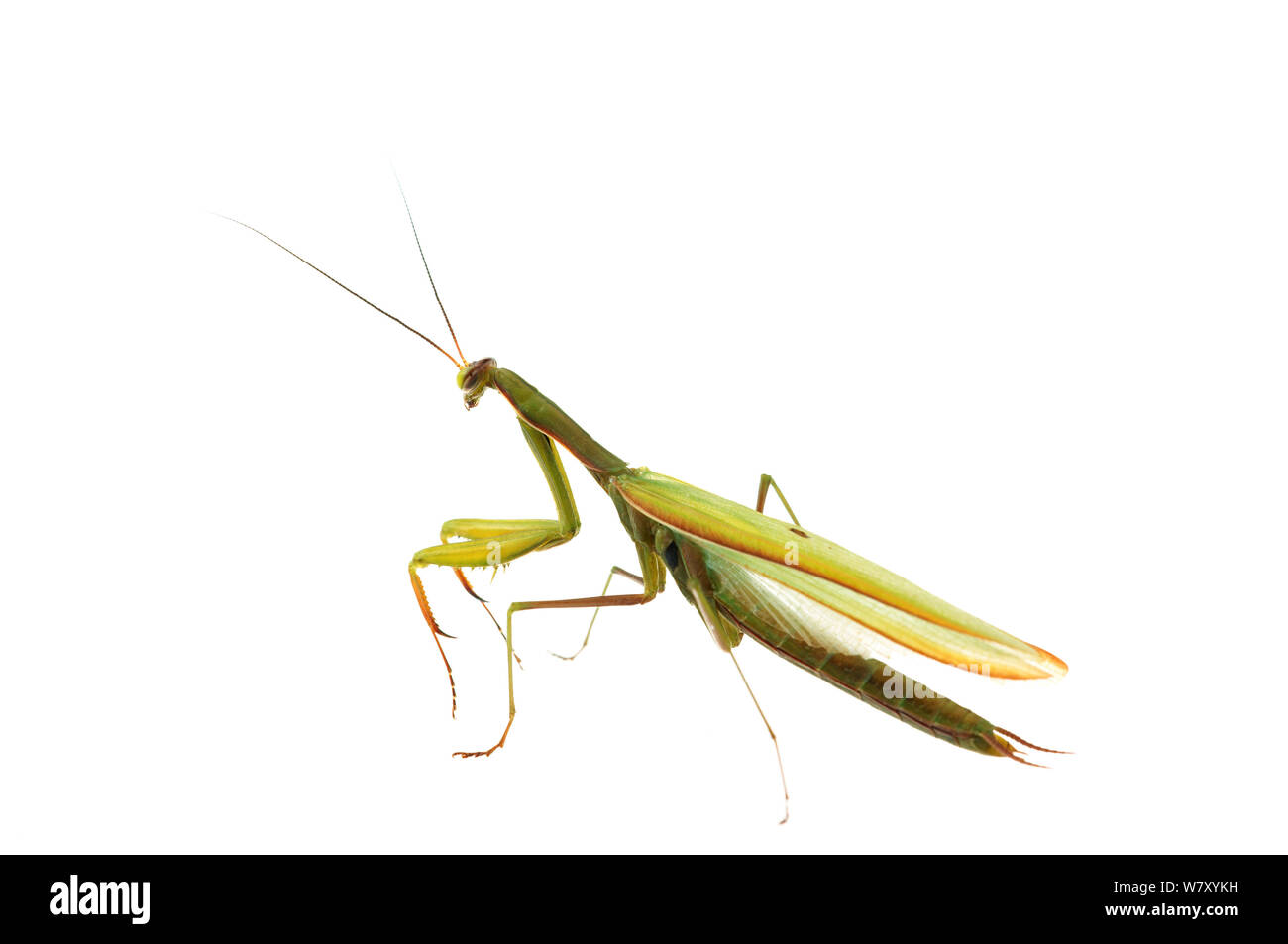 Hassloch hi-res stock photography and images - Alamy