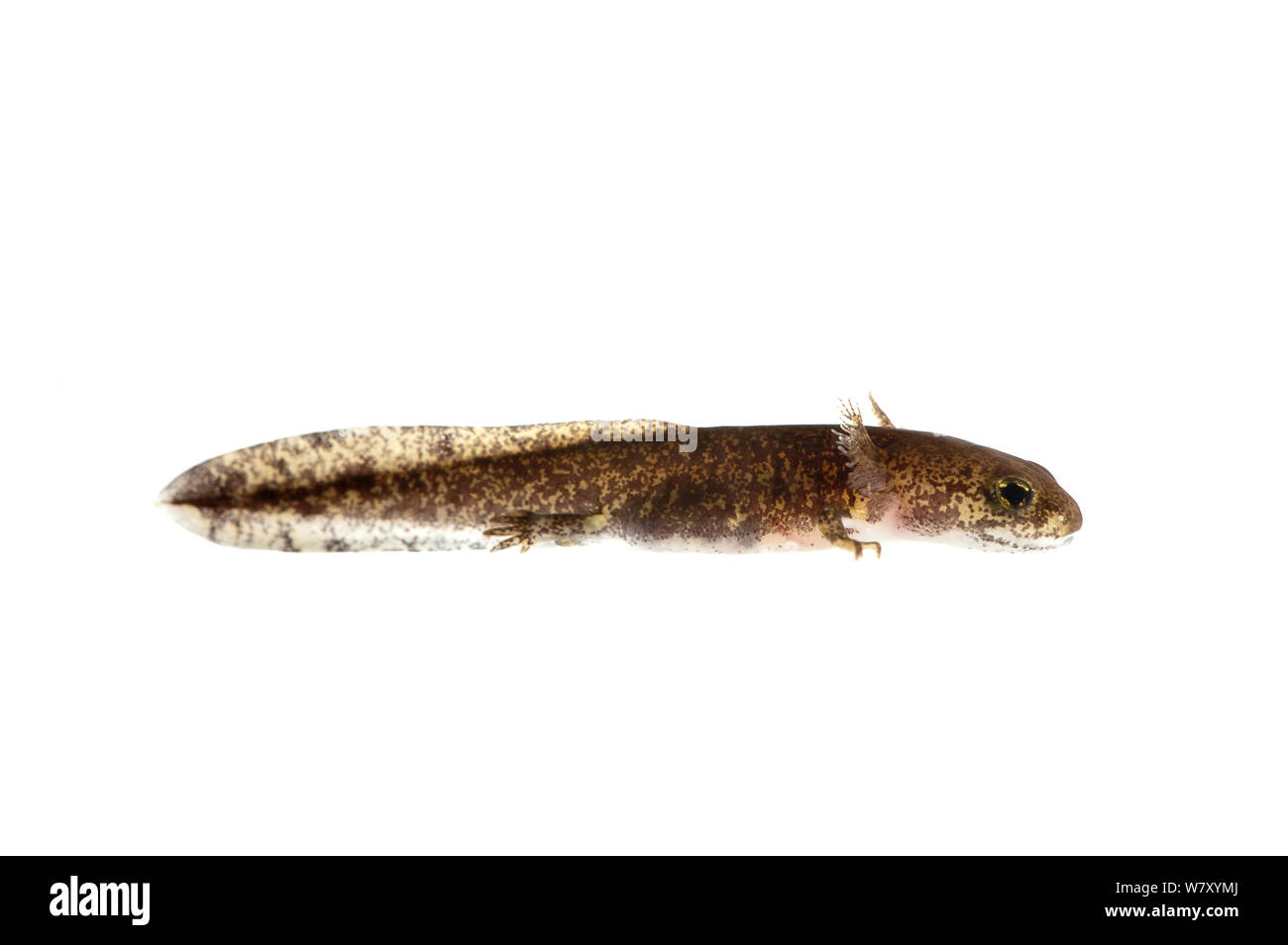 Fire salamander side view Cut Out Stock Images & Pictures - Alamy