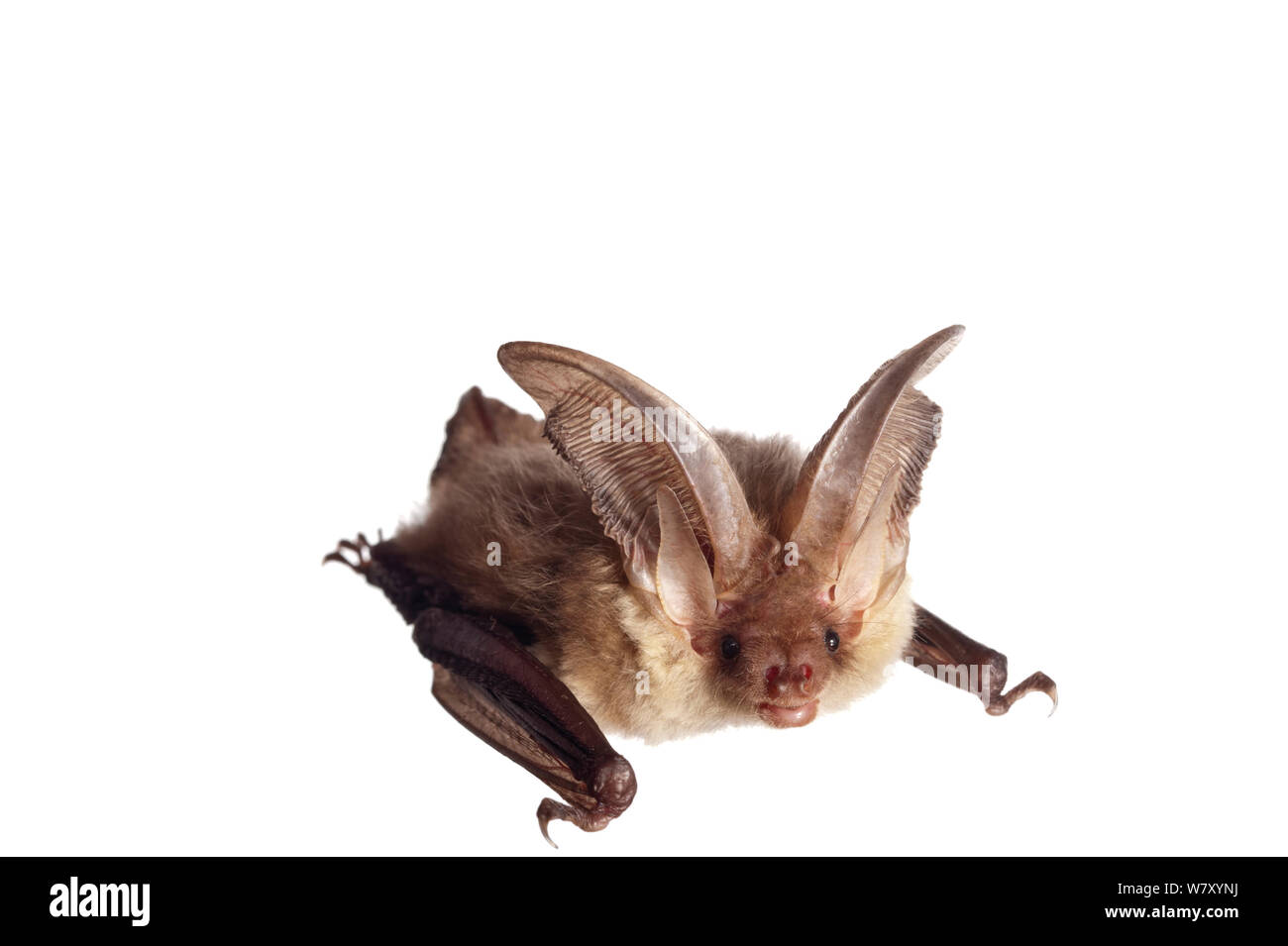 Grey long eared bat hi-res stock photography and images - Alamy