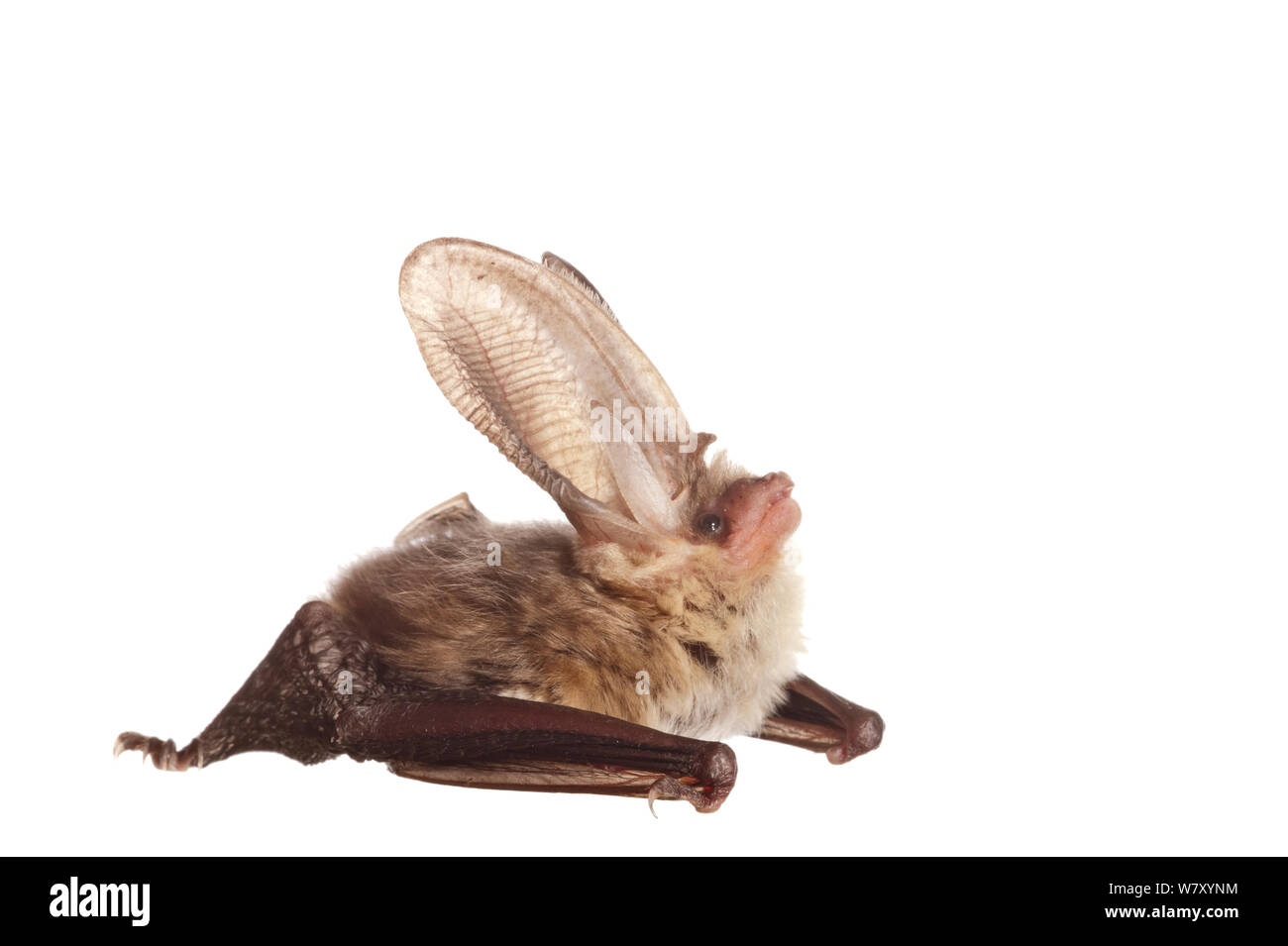 Long eared bat hi-res stock photography and images - Alamy