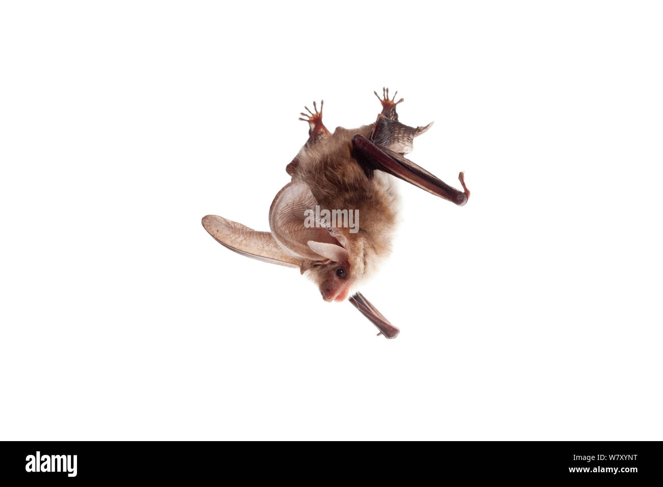 Grey Long-eared Bat (Plecotus austriacus), Kaiserslautern, Rhineland ...