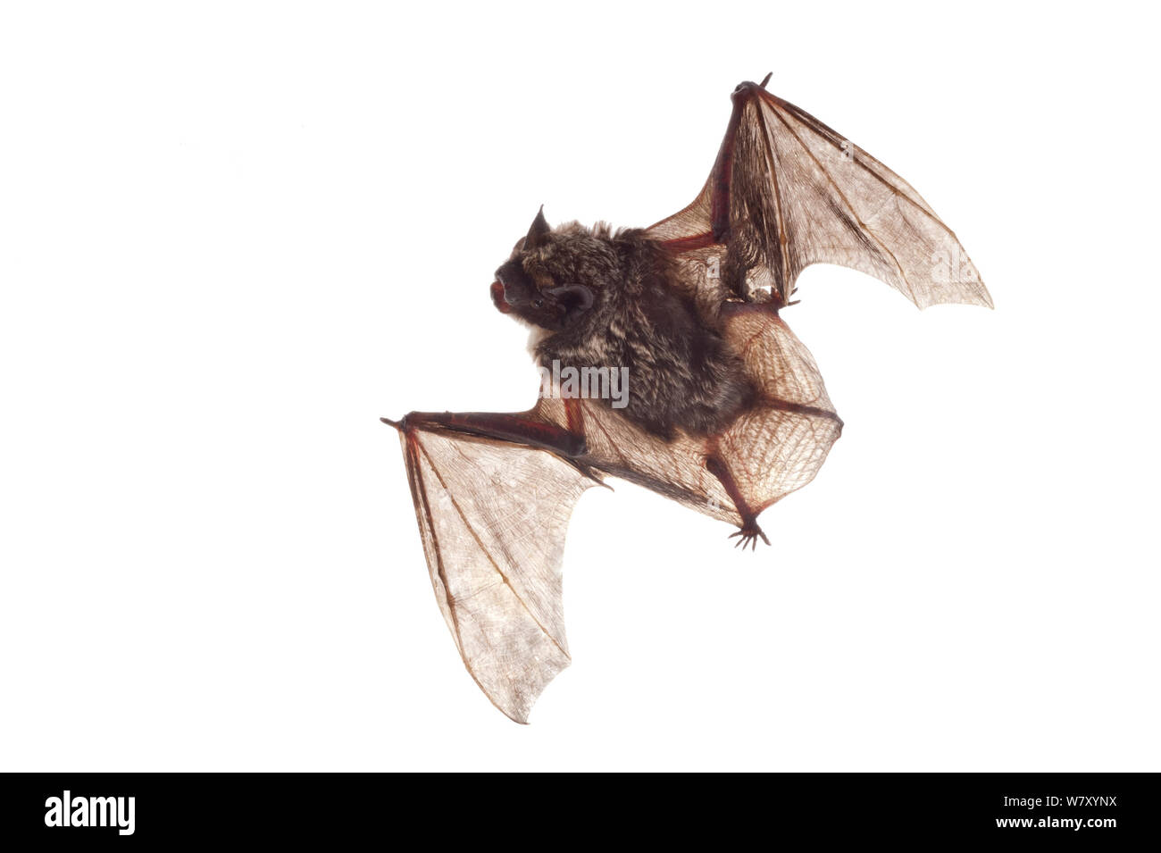 Parti coloured Cut Out Stock Images & Pictures - Alamy