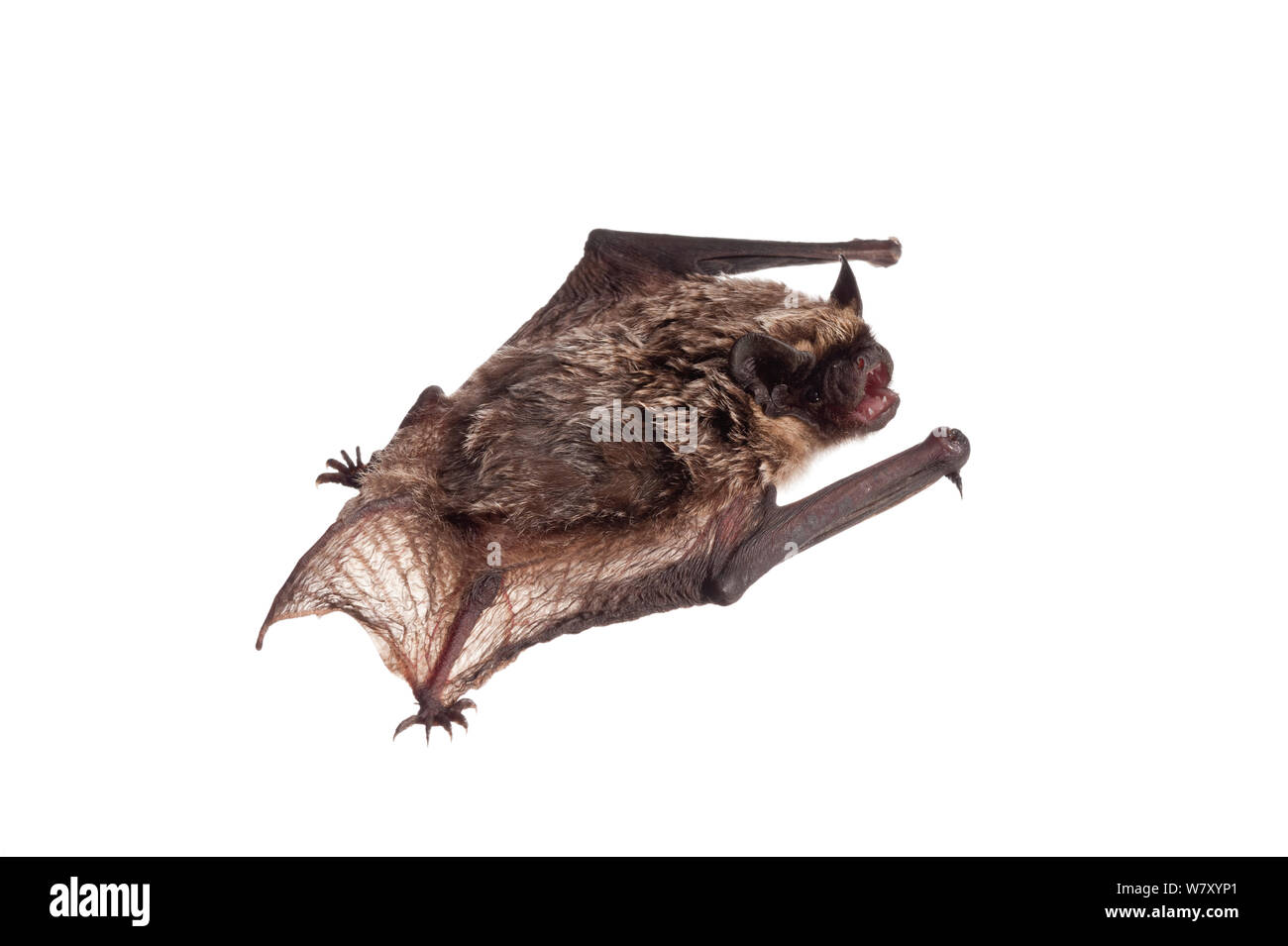 Parti coloured Cut Out Stock Images & Pictures - Alamy