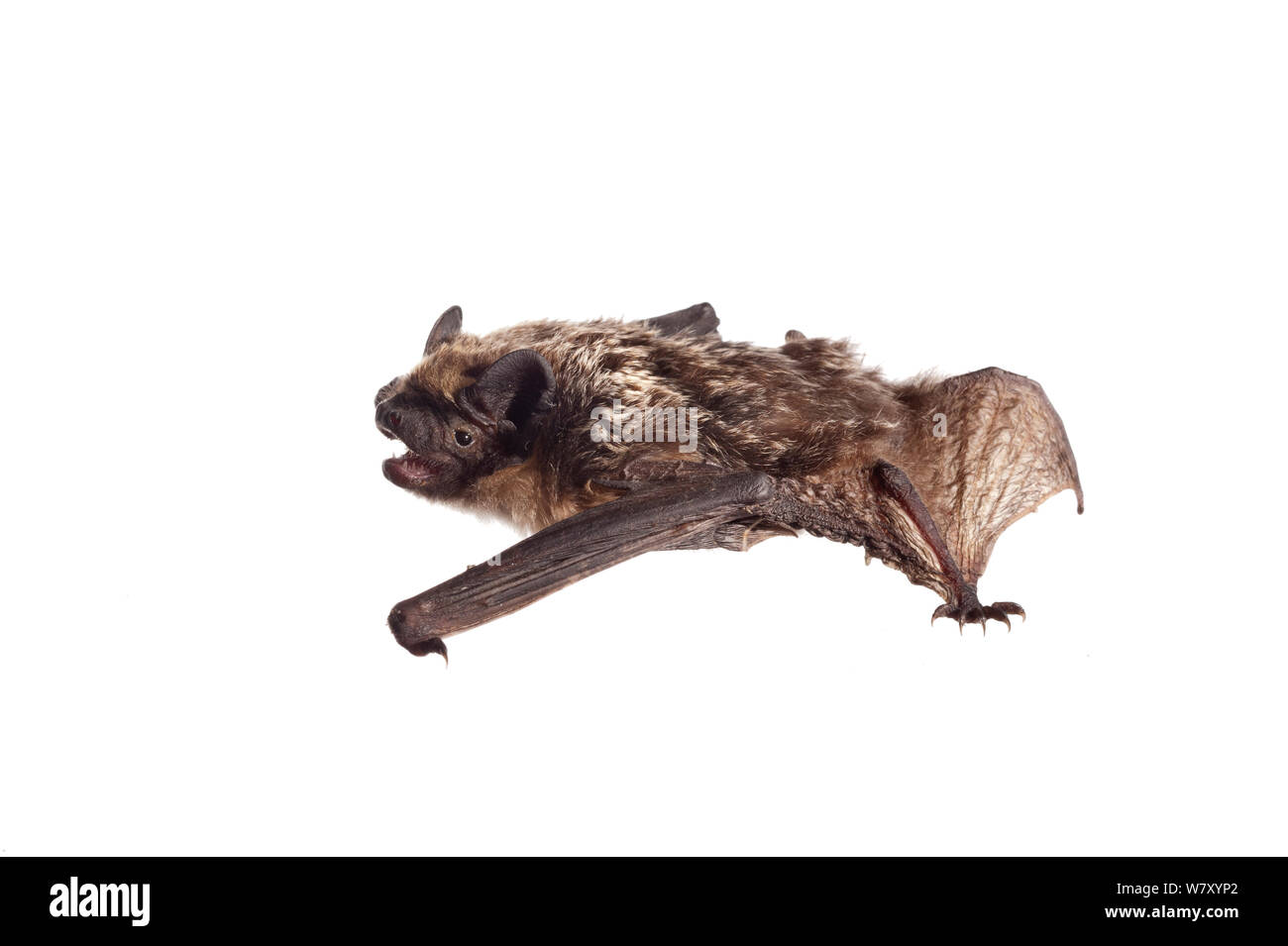 Parti coloured Cut Out Stock Images & Pictures - Alamy