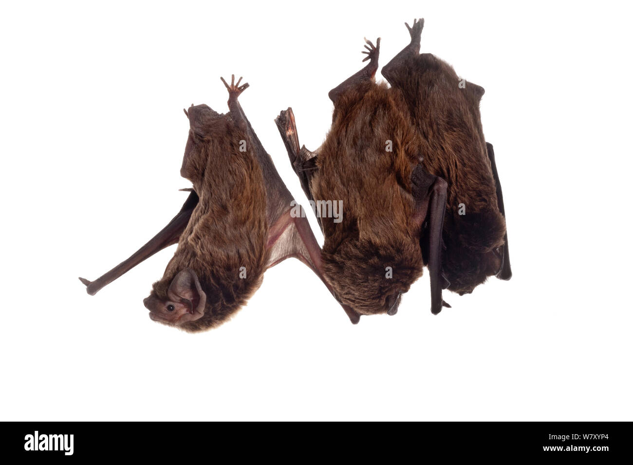 Lesser noctule hi-res stock photography and images - Alamy