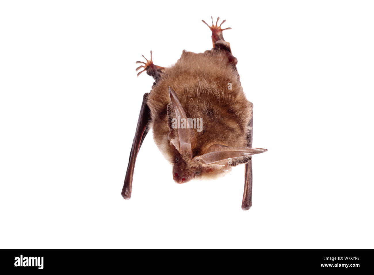 Grey Long-eared Bat (Plecotus austriacus), Kaiserslautern, Rhineland ...