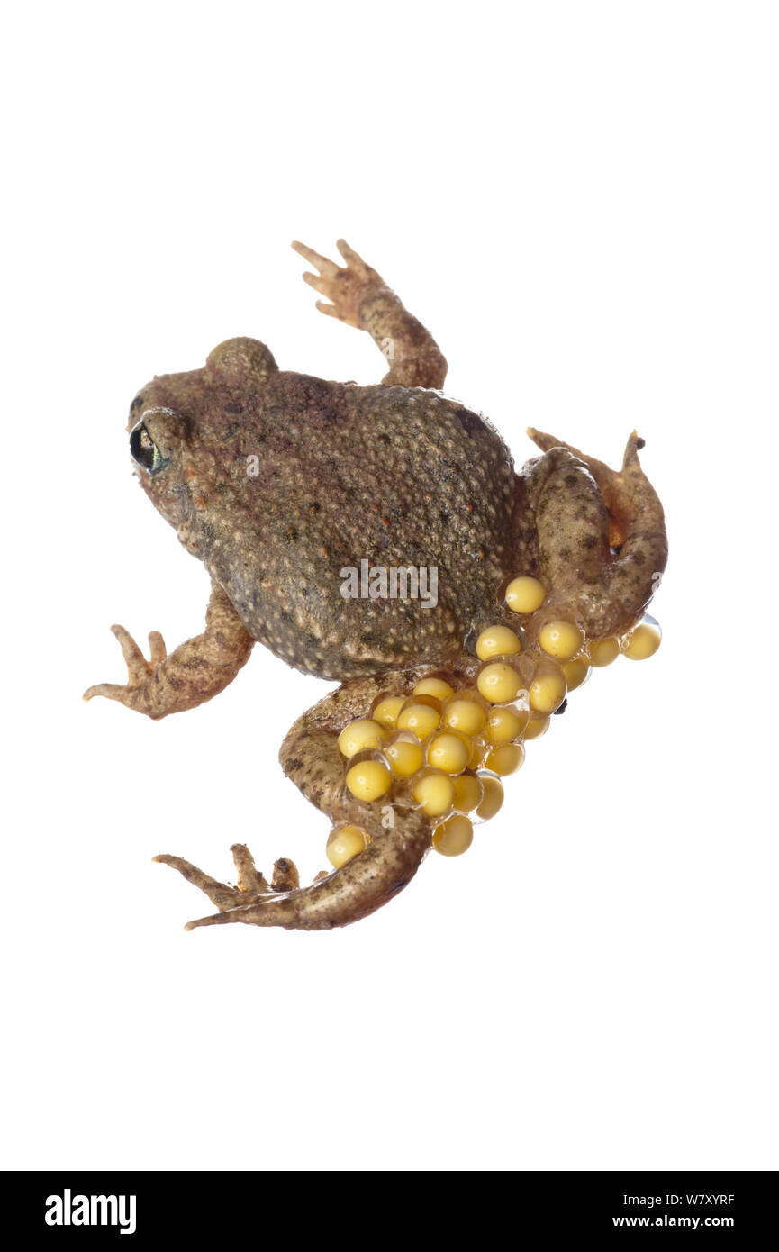 Common Midwife Toad (Alytes obstetricans) carrying eggs ...
