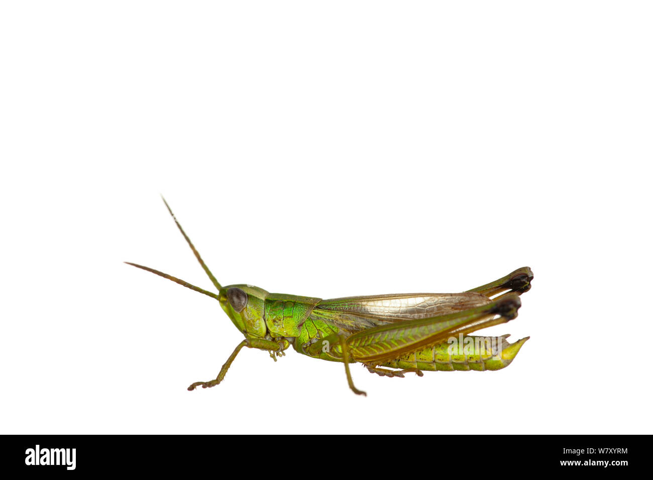 Large Gold Grasshopper (Chrysochraon dispar), Erpolzheim, Rhineland ...