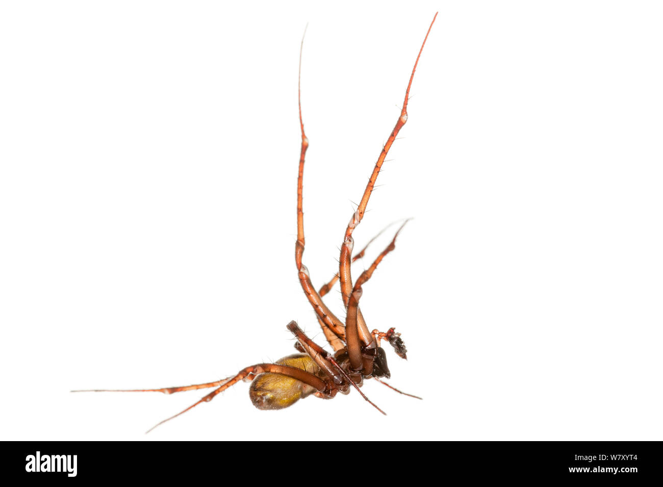 European cave spider (Meta Menardi), Luxembourg, May ...