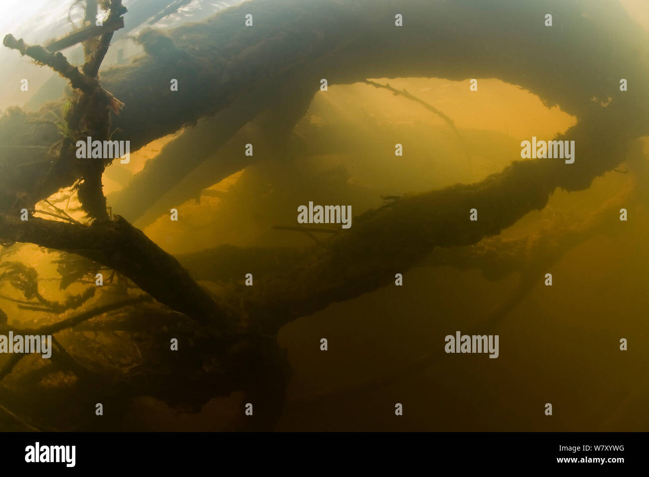 Trees thrown into river to increase water level and create more ...