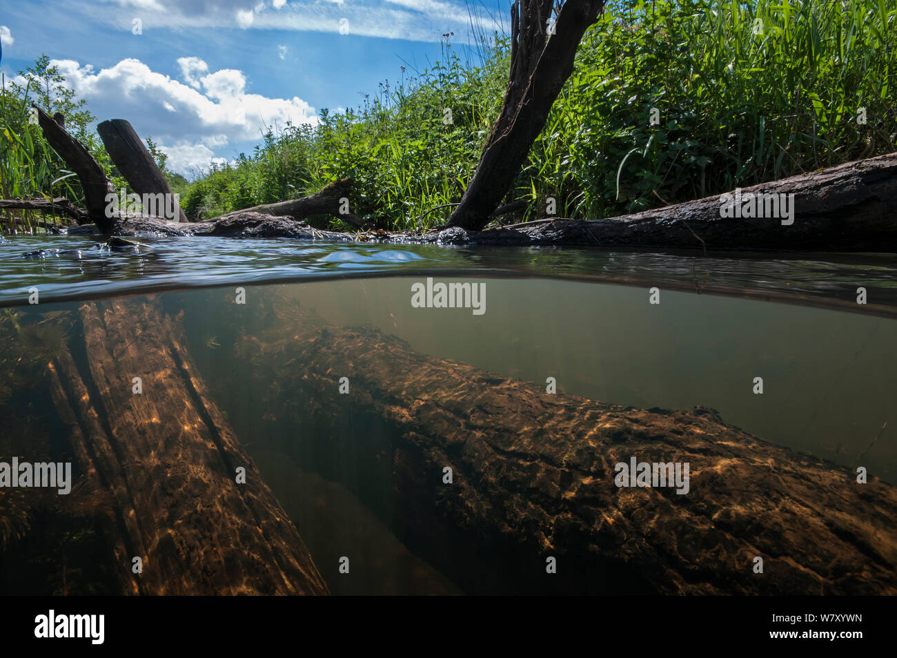Trees thrown into river to increase water level and create more ...