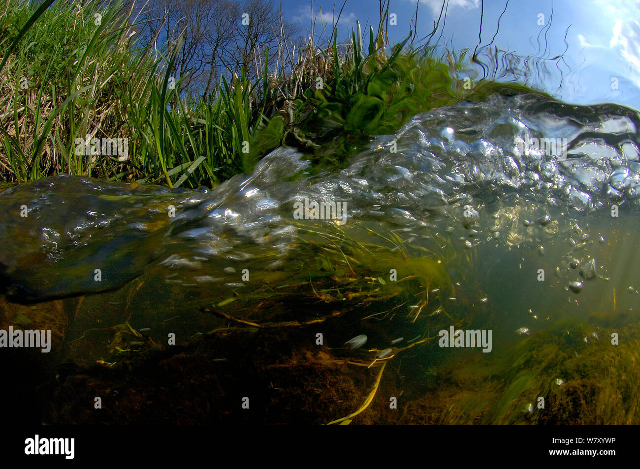 Split level view of stream with rippling water, North Holland. May ...