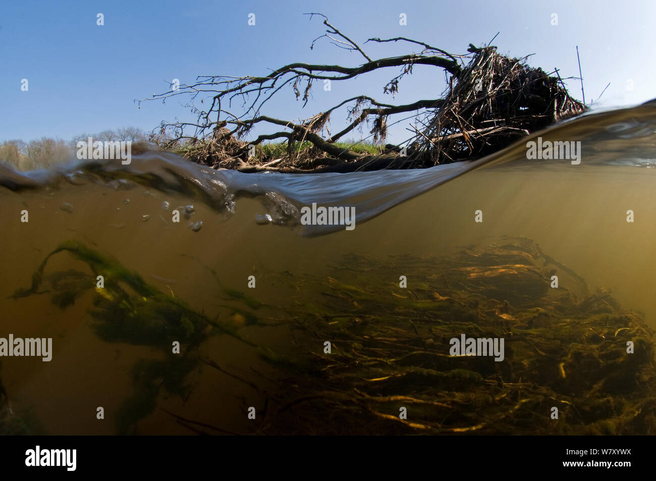 Trees thrown into river to increase water level and create more ...