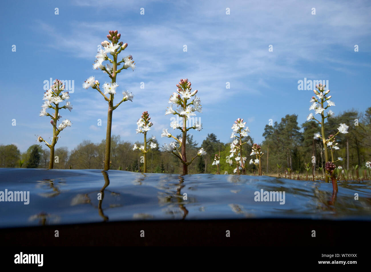 Common bog bean hi-res stock photography and images - Alamy
