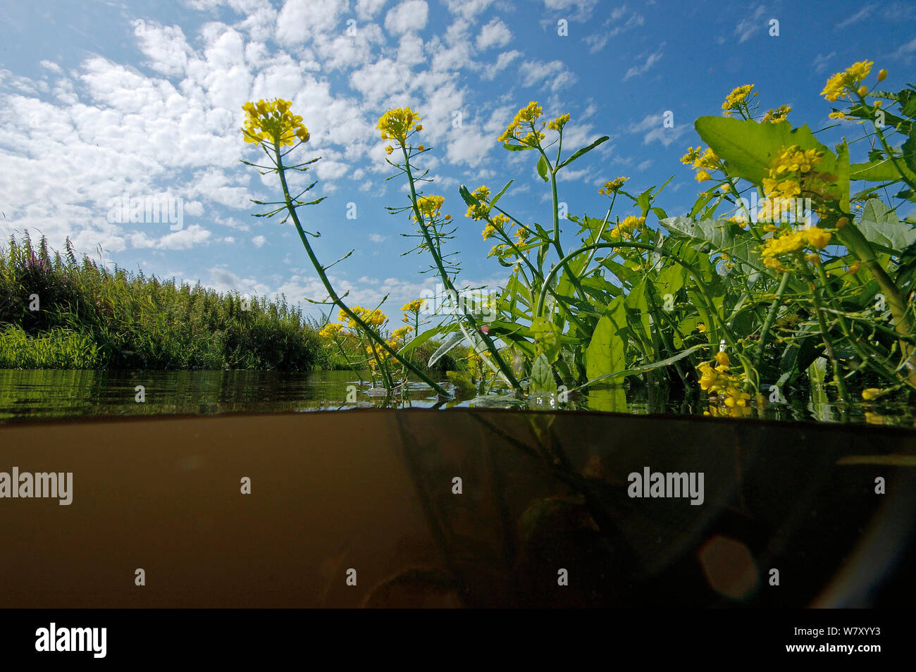 Great Yellowcress (Rorippa amphibia) in flower, North Holland. July ...
