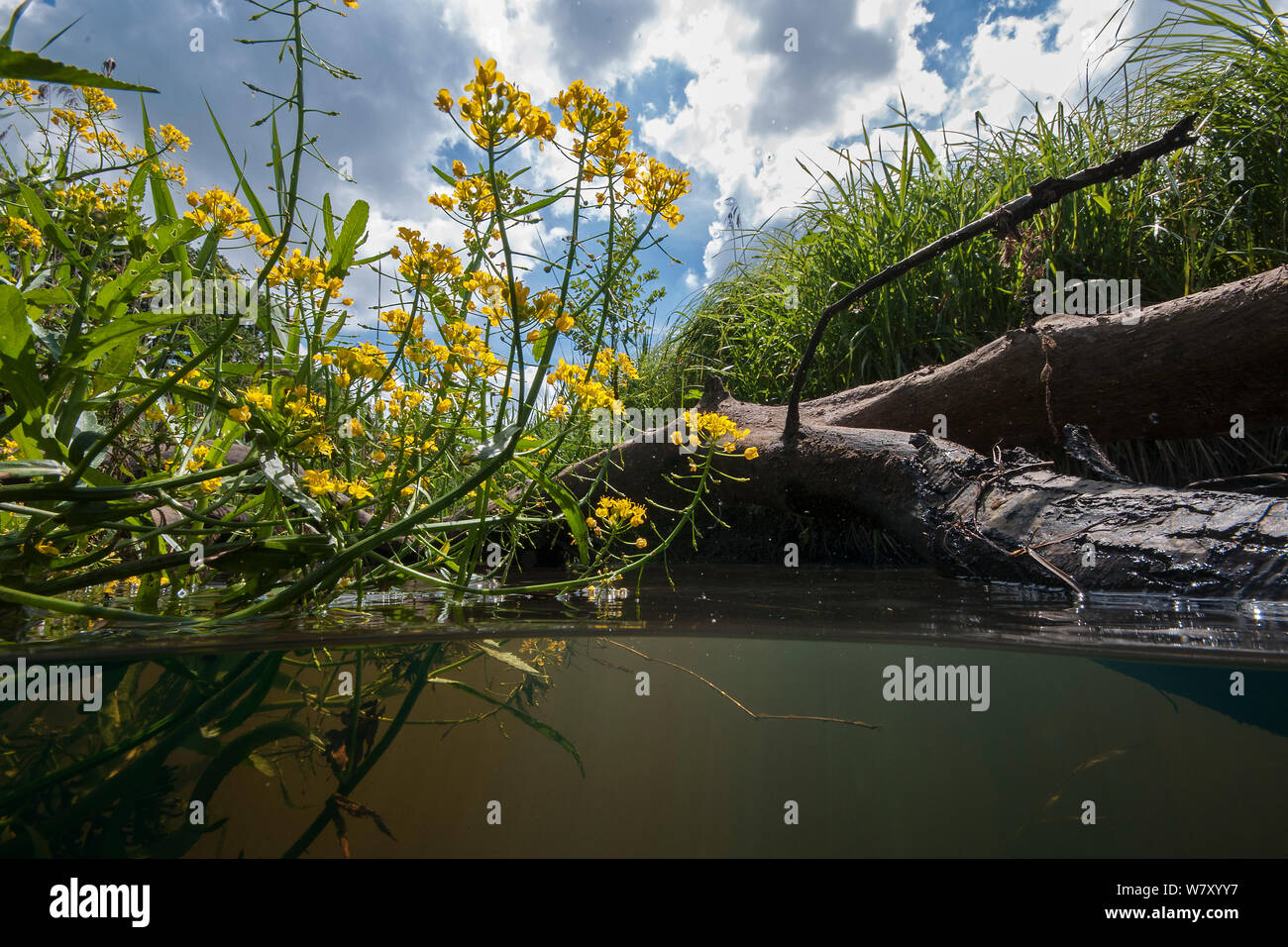 Brook with Great Yellowcress (Rorippa amphibia), North Holland. June ...