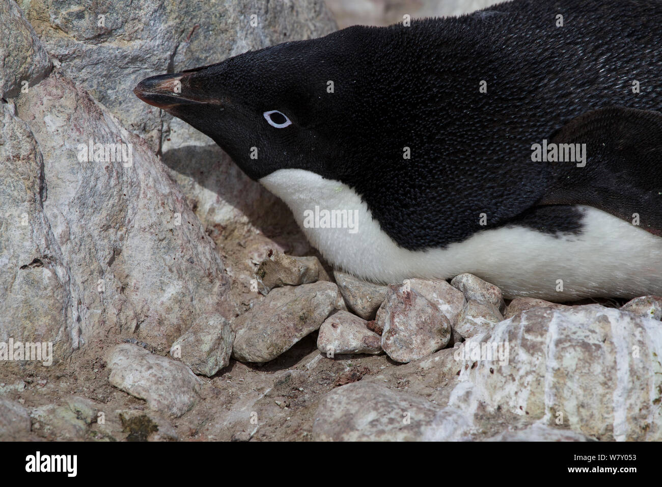 Antarctic adelie penguin egg hi-res stock photography and images - Alamy