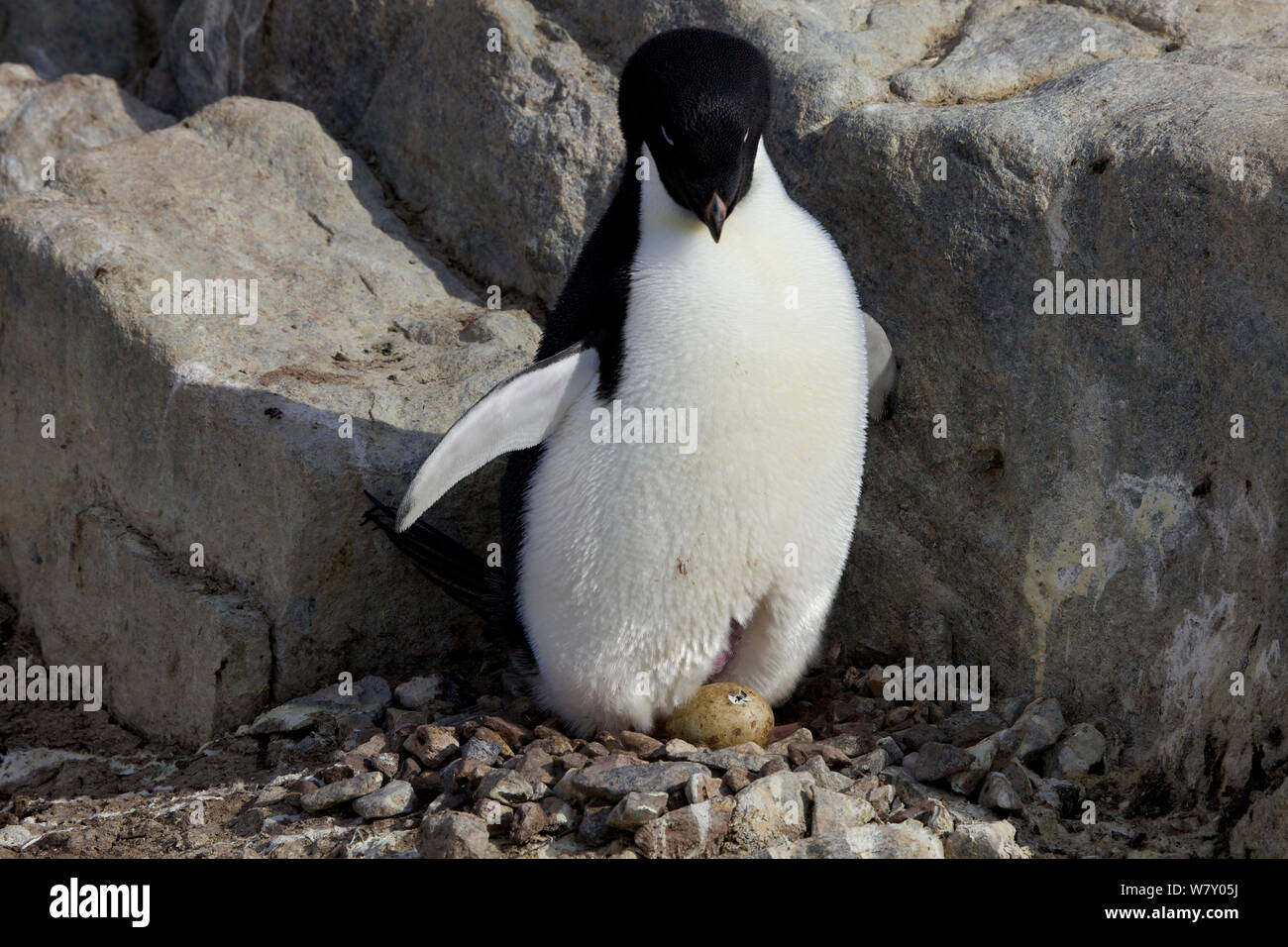 Antarctic adelie penguin egg hi-res stock photography and images - Alamy
