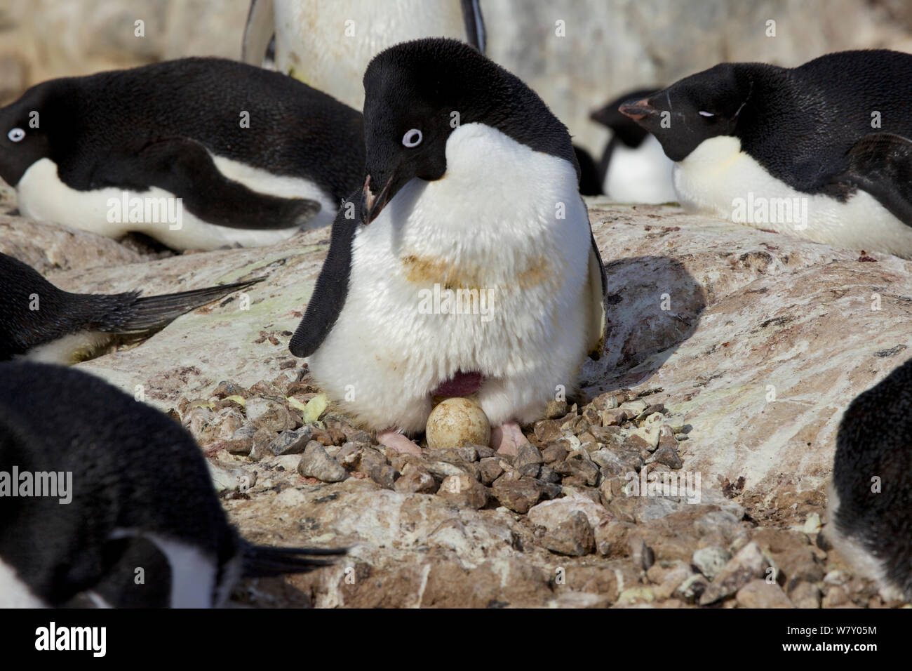 Bird brood patch hi-res stock photography and images - Alamy