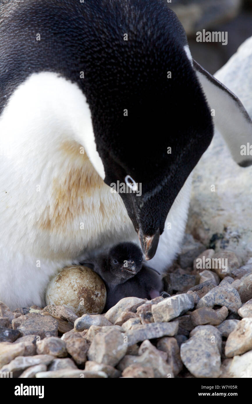 Penguin antarctic wildlife bird egg hi-res stock photography and images ...