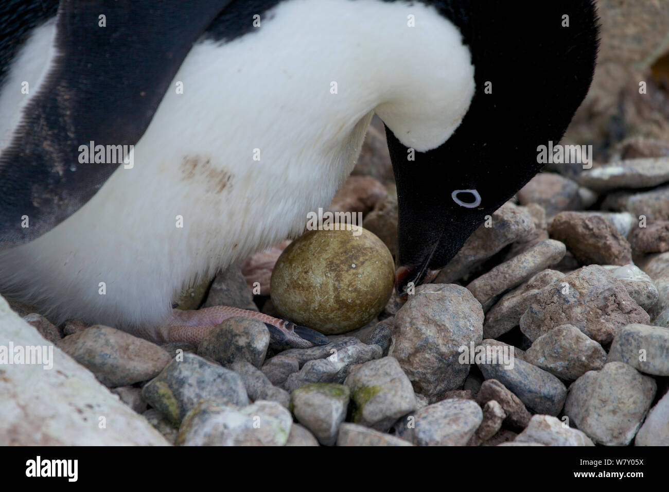 Penguin incubating egg hi-res stock photography and images - Alamy