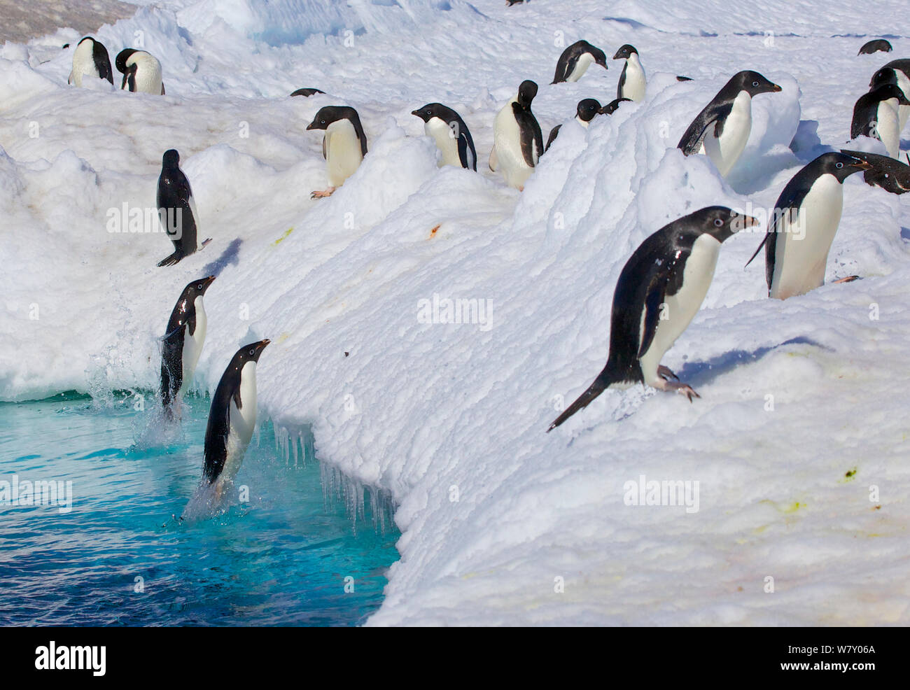Antarctic Penguins Diving