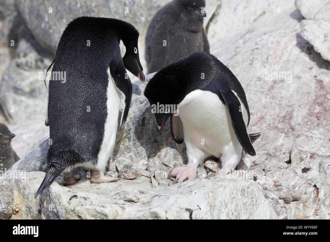 Penguin mating hi-res stock photography and images - Alamy