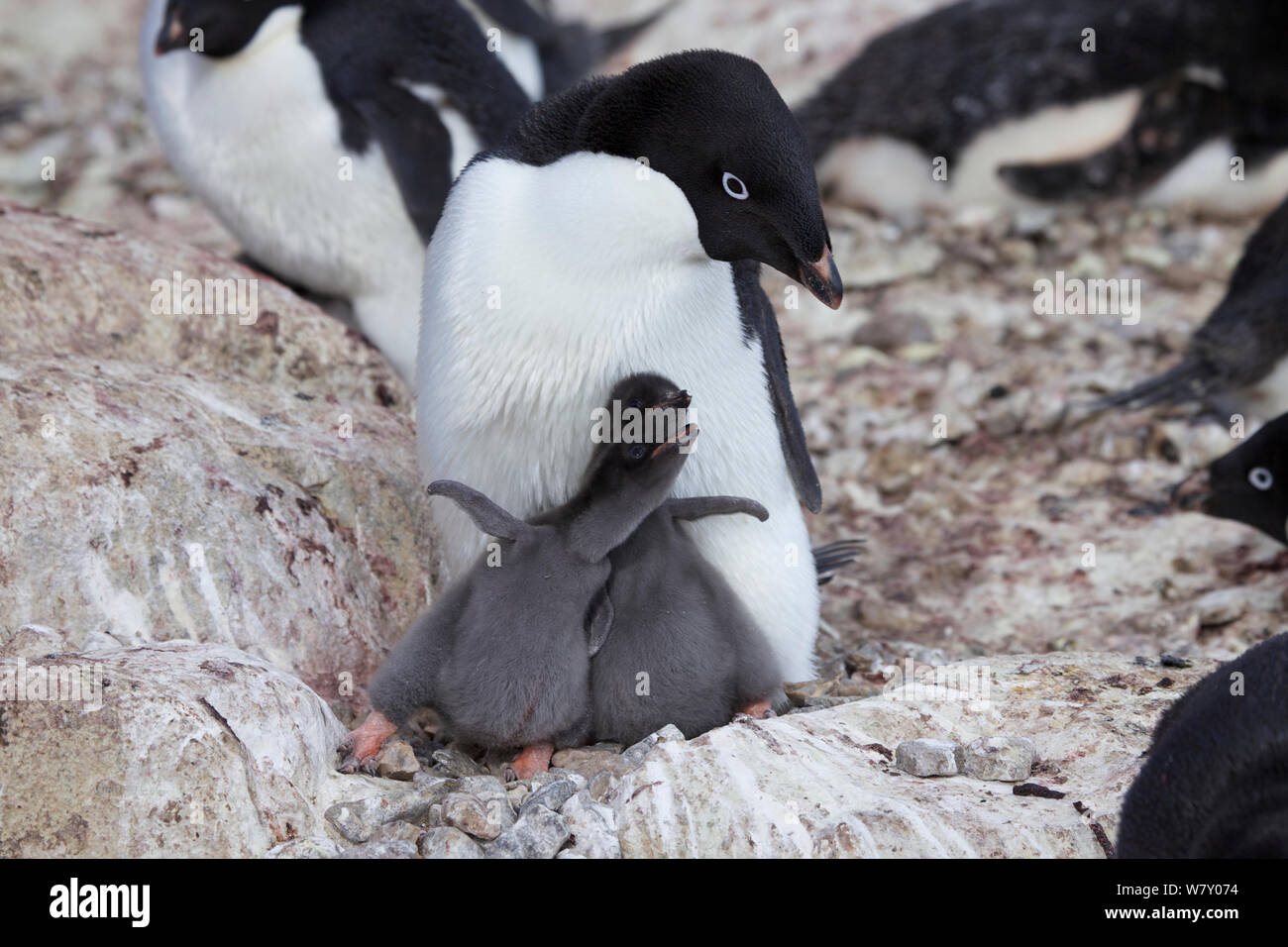 Adelie penguin family hi-res stock photography and images - Alamy
