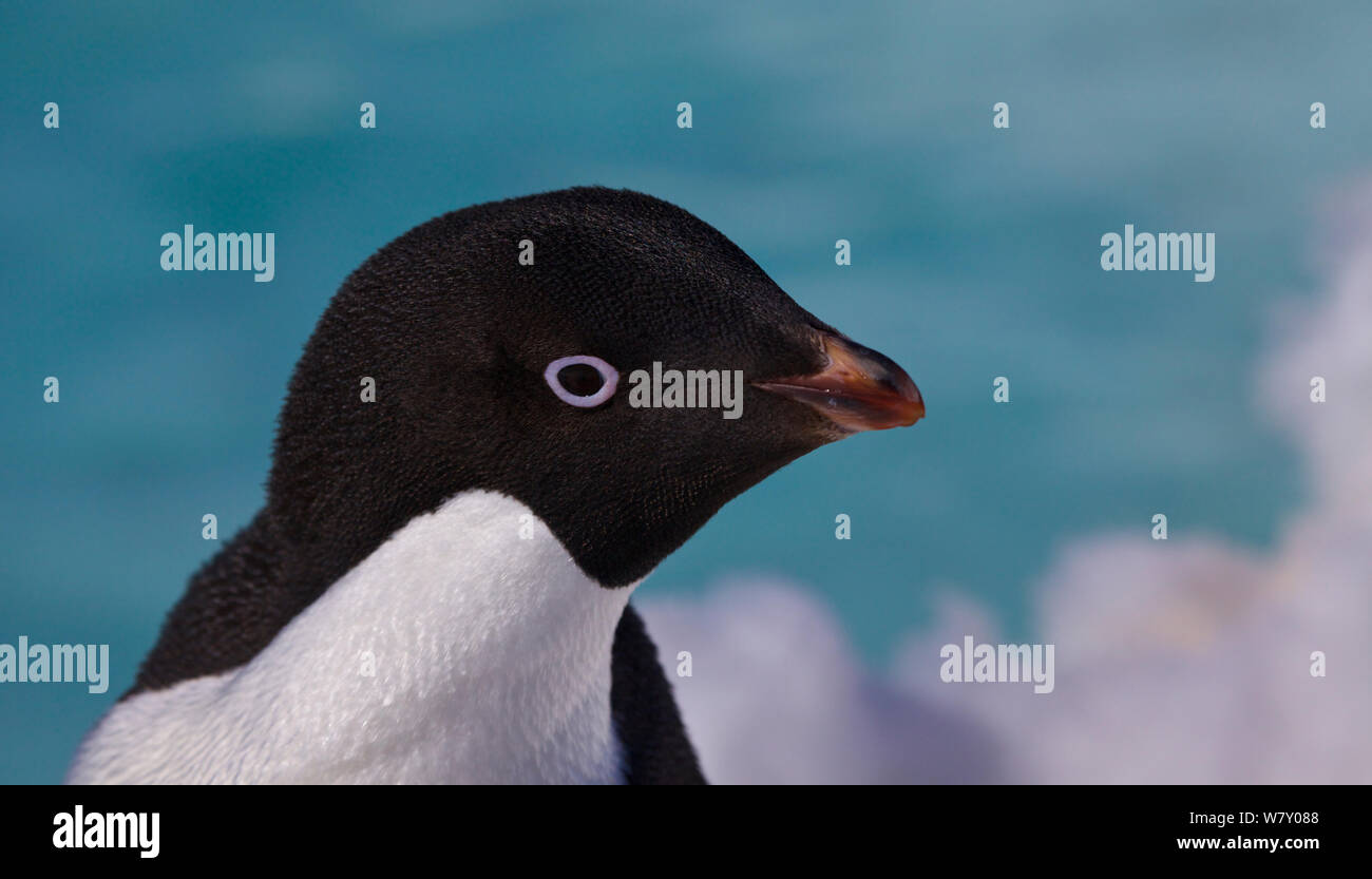Penguin side profile hi-res stock photography and images - Alamy