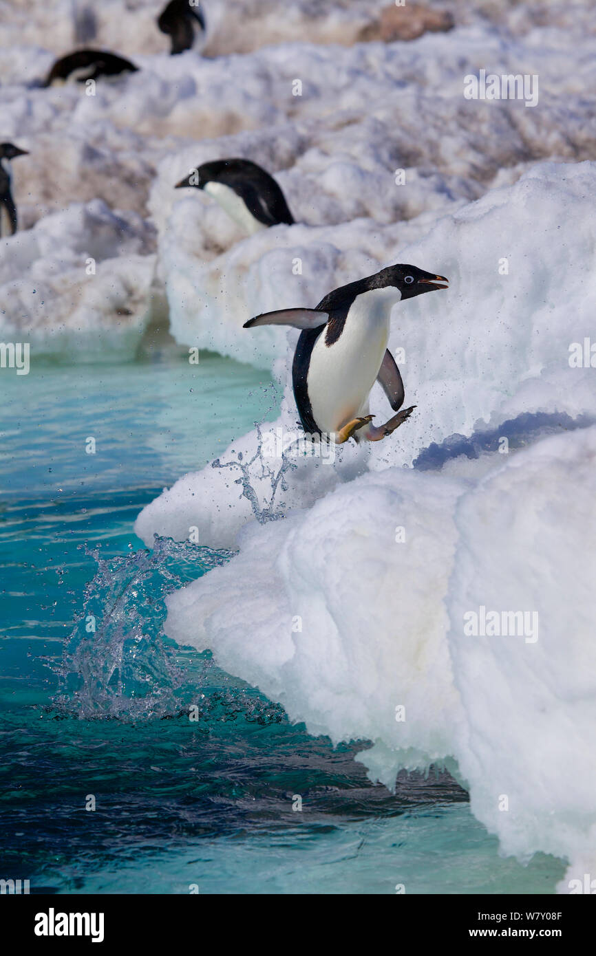 Penguin jumping out of water hi-res stock photography and images - Alamy