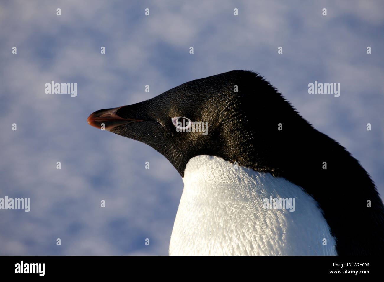 Penguin side profile hi-res stock photography and images - Alamy