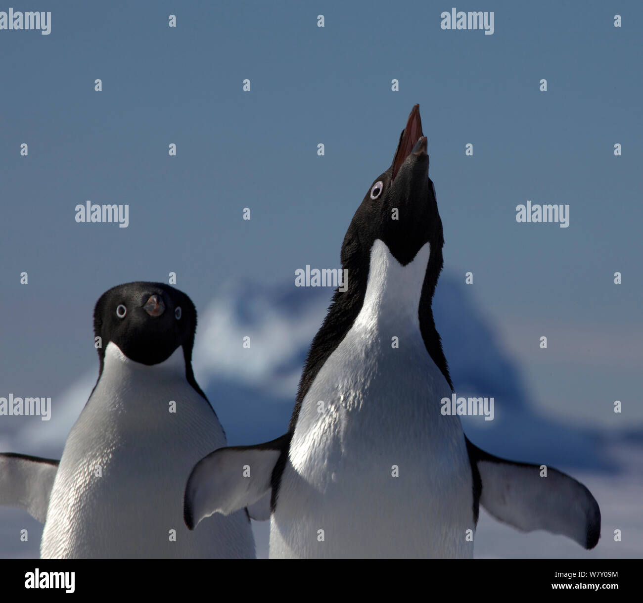 Adelie penguin (Pygoscelis adeliae) displaying, Antarctica Stock Photo ... Adelie penguin (Pygoscelis adeliae) displaying, Antarctica Stock Photo ...