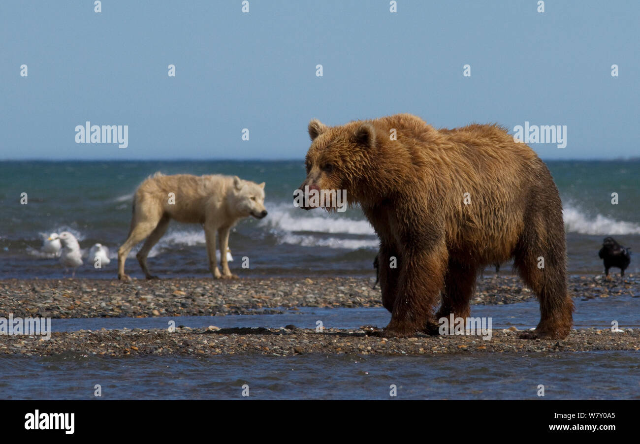 Grizzly bear (Ursus arctos horribilis) and Grey wolf (Canis lupus) on ...