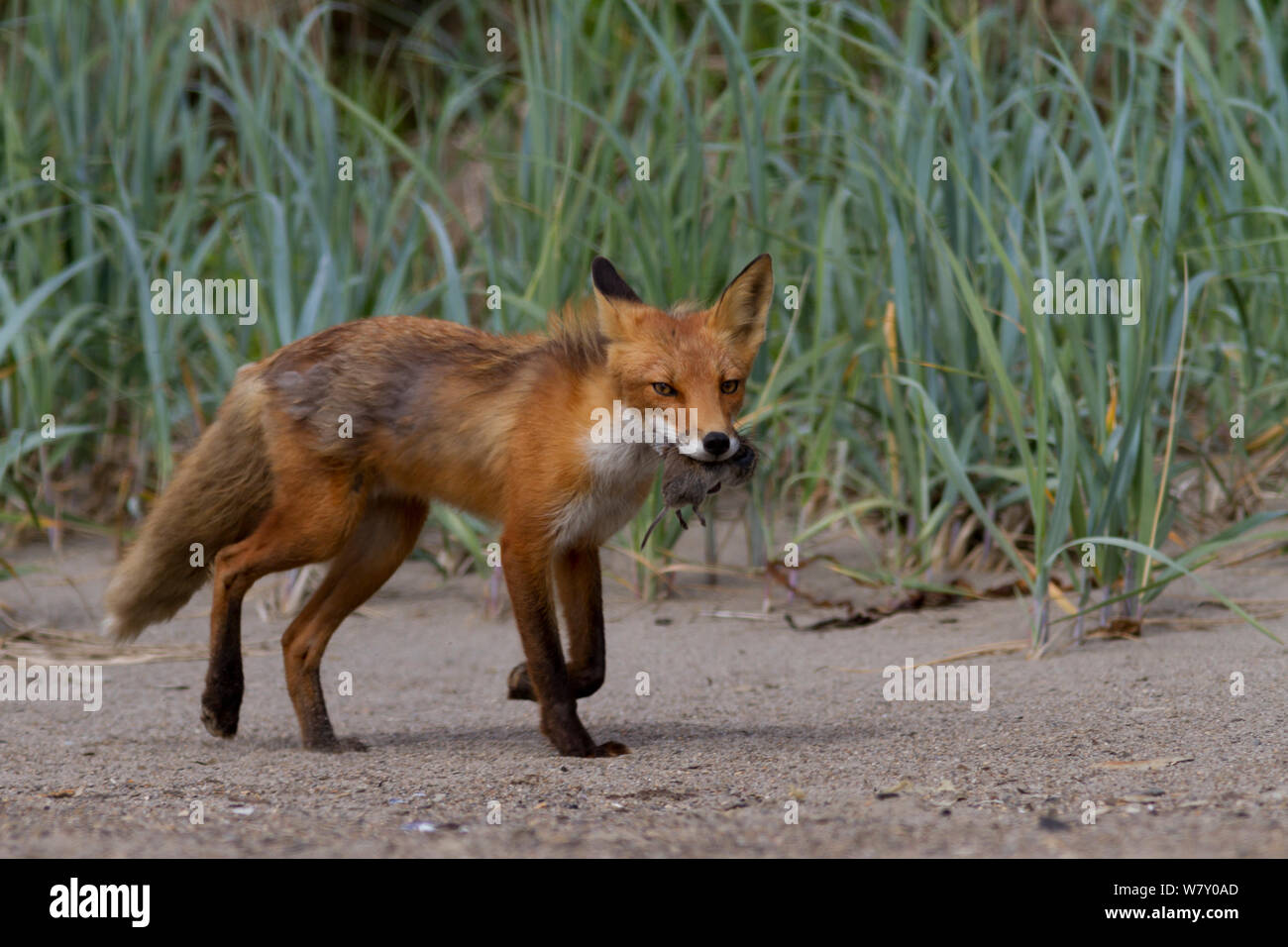 North american rodent hi-res stock photography and images - Alamy
