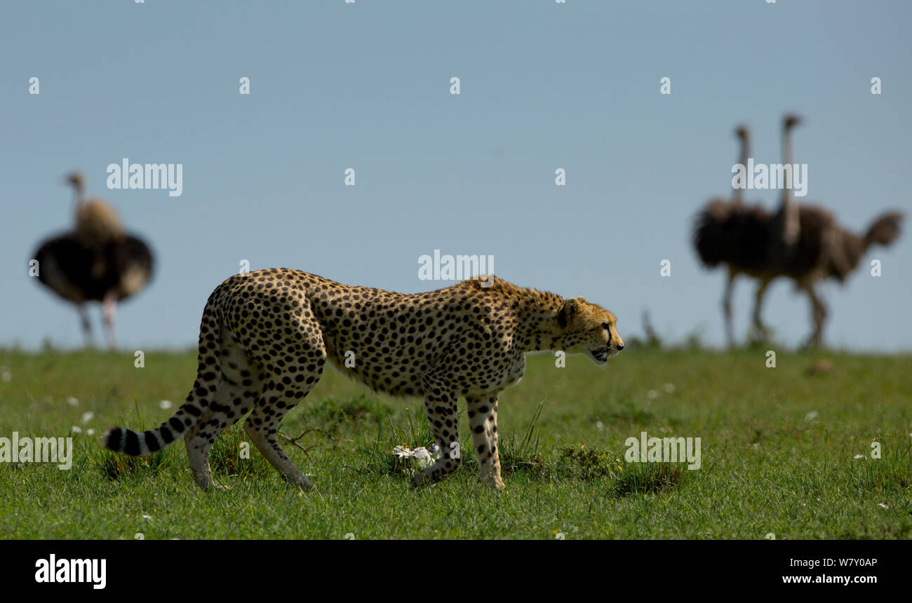 Ostrich predator hi-res stock photography and images - Alamy